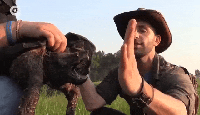 Alligator Snapping Turtle vs Common Snapping Turtle GIF - Share & View ...