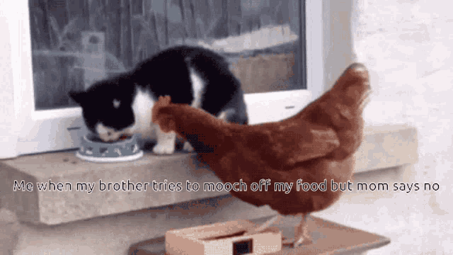 Cat vs. Chicken Food Fight: Brother vs. Mom Meme GIF - Share & View on ...