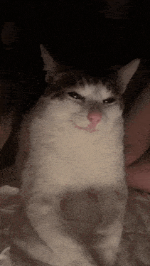 Devious Evil Cat Smirking GIF - Share & View on KLIPY