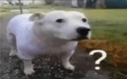 Huh Dog Hug Dog Question Mark GIF - Share & View on KLIPY