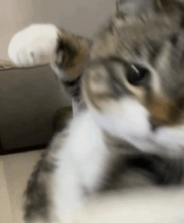 Angry Punch Meme Meme - Share & View on KLIPY