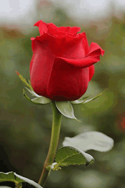 I Love You Very Much Meme Meme - Share & View on KLIPY