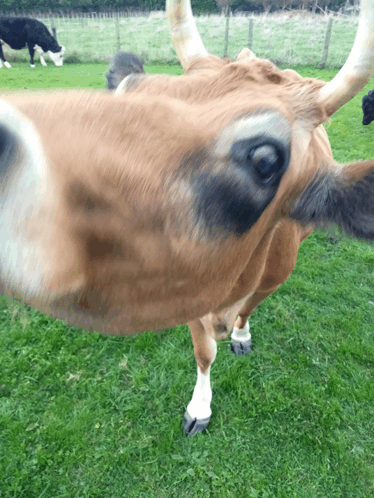 Cow Reaction Meme Meme - Share & View on KLIPY