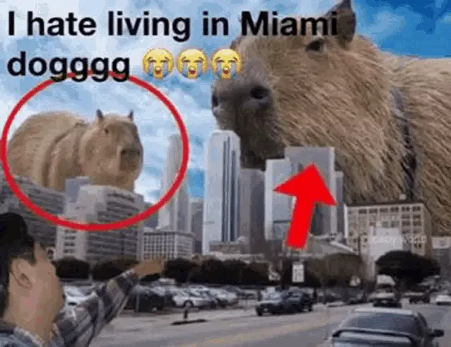 Capybara Miami Capybara Meme Meme - Share & View on KLIPY