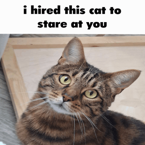 I Hired This Cat To Stare At You Cat Meme Meme Meme - Share & View on KLIPY