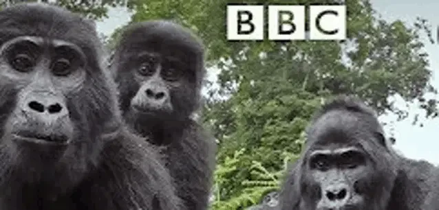 Monkey Bbc Meme Meme - Share & View on KLIPY