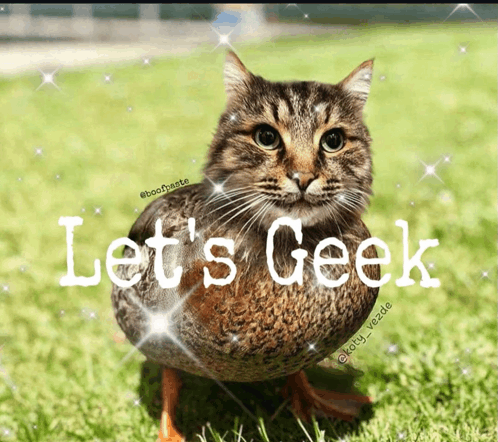 Lets Geek Cat Duck Meme Meme - Share & View on KLIPY