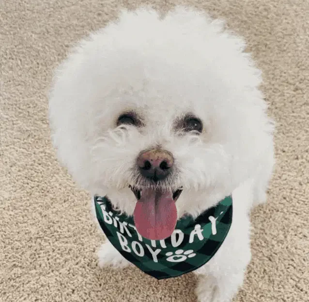 When I See A Little Cute Fluffy Dog Meme Meme - Share & View on KLIPY