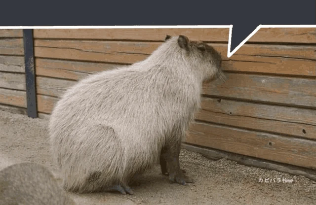 Capybara Coconut Doggy Meme Meme - Share & View on KLIPY