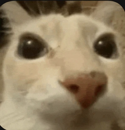 Huh Gif Huh Cat Meme Meme - Share & View on KLIPY