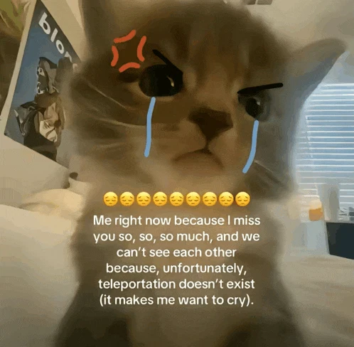 Sad Cat Missing Partner Meme Meme - Share & View on KLIPY