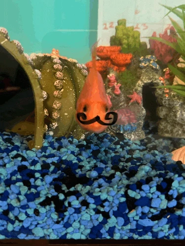 Chubbie The Fish Mustache Meme Meme - Share & View on KLIPY