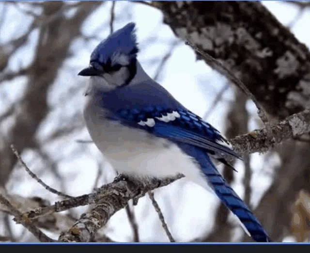 Blue Jay Bird Meme Meme - Share & View on KLIPY