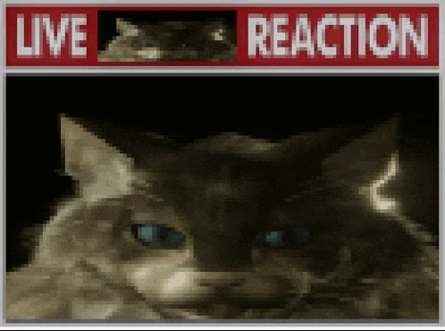 Live Reaction Live Shalquoir Reaction Meme Meme - Share & View on KLIPY