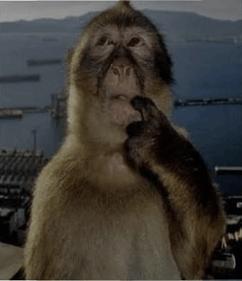 Monkey Think Meme Meme - Share & View on KLIPY