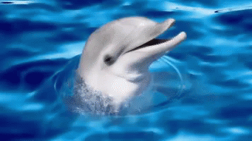 Happy Dolphin in Blue Water GIF - Share & View on KLIPY